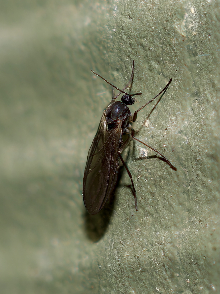 Fungus Gnats and Gall Midges from Capital, CA-BC, CA on April 6, 2025 ...