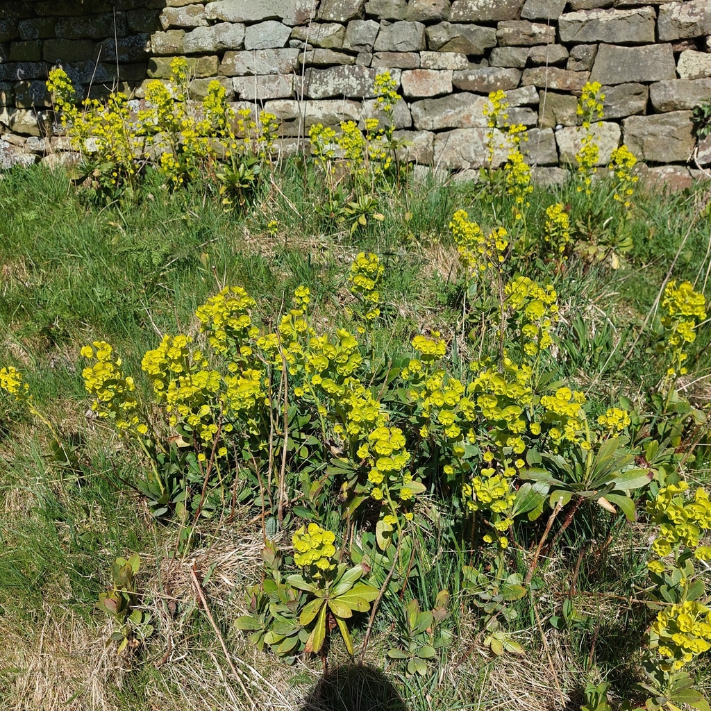 Mrs Robb's-bonnet from Sheffield S10, UK on April 06, 2025 at 12:43 PM ...