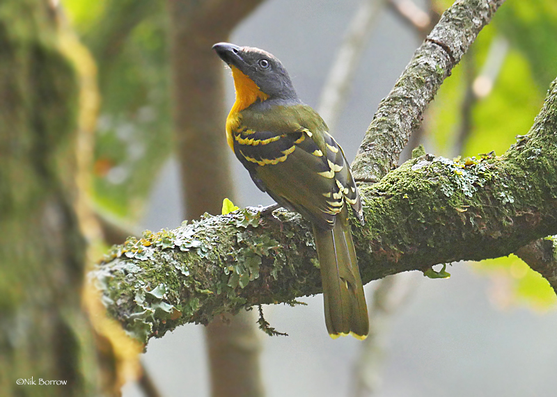 Bushshrikes and Allies (Malaconotidae) - Avian Discovery