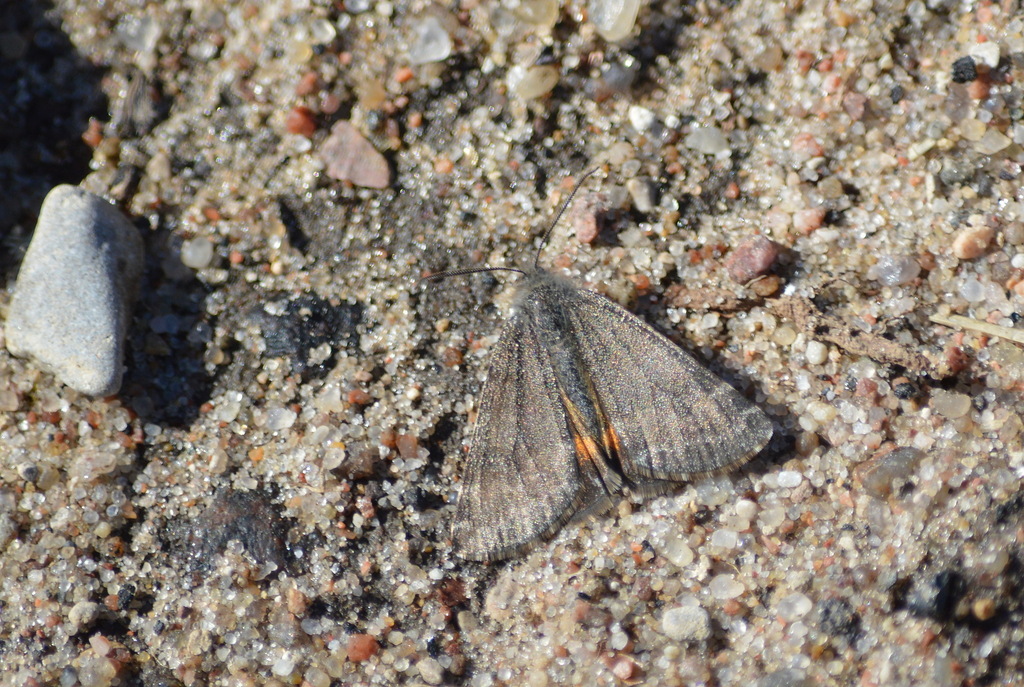 Light Orange Underwing from Молодечненский район, Минская область ...