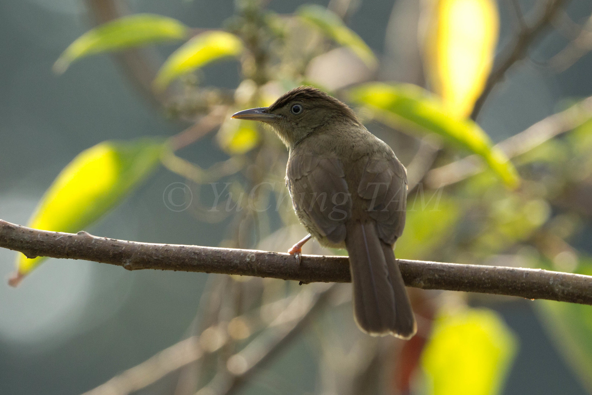 Iole olivacea charlottae (Finsch, 1867)