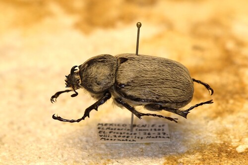 Escarabajo elefante de Baja California (Megasoma cedrosa)