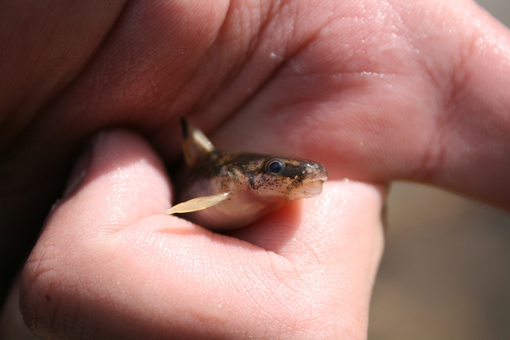 Brindled Madtom from Brantford, ON, Canada on April 6, 2025 at 03:21 PM ...