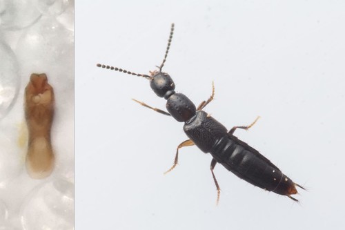 Gabrius appendiculatus · iNaturalist