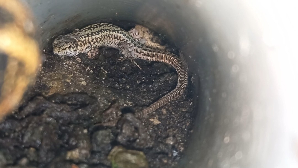 Bocage's Wall Lizard from Rio de Moinhos, 4575, Portugal on April 6 ...