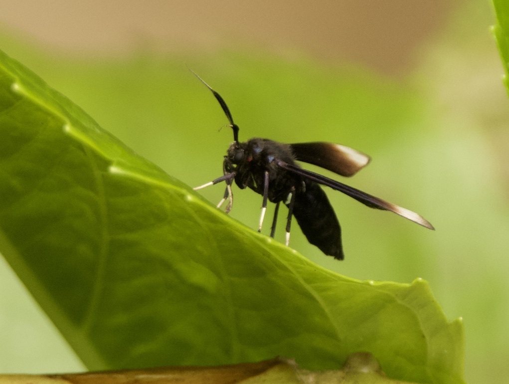 Tiger Moths and Allies from San José Province, Rivas, Costa Rica on ...