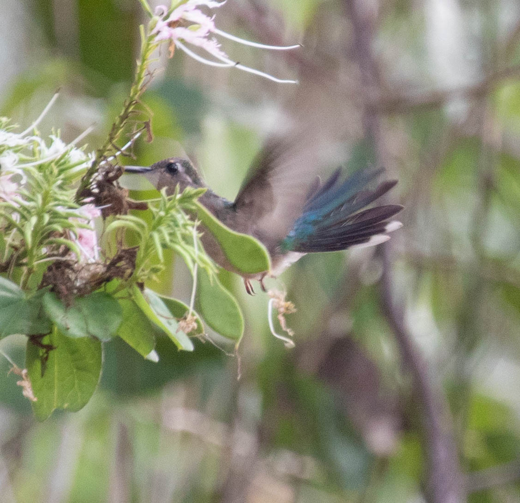 Wedge-tailed Sabrewing from Puerto Morelos, Quintana Roo, Mexico on ...