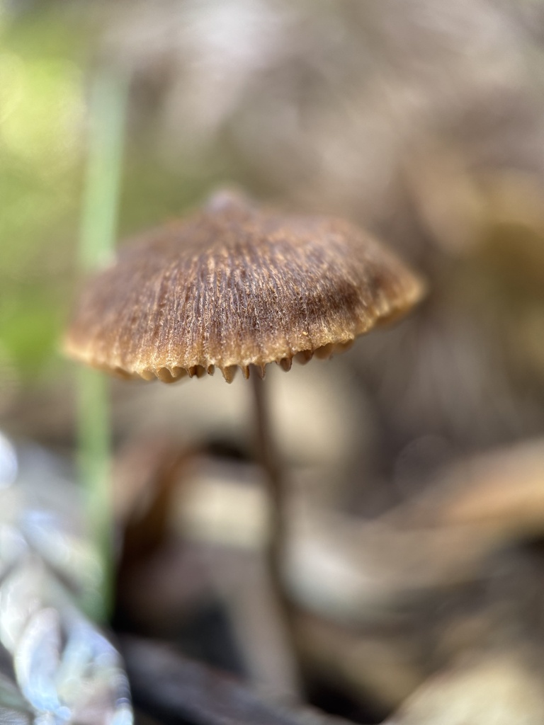 Descolea recedens from Cooper Cl, Lennox Head, NSW, AU on April 6, 2025 ...