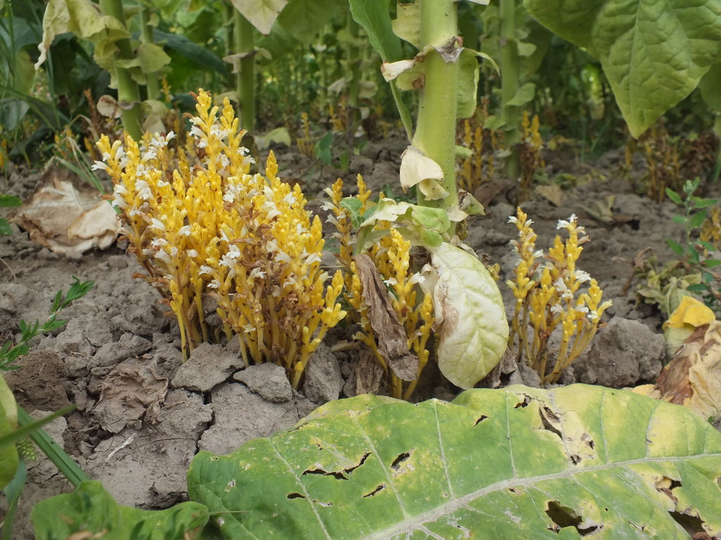 hemp broomrape from Hatzenbühl, Deutschland on August 12, 2016 at 02:34 ...