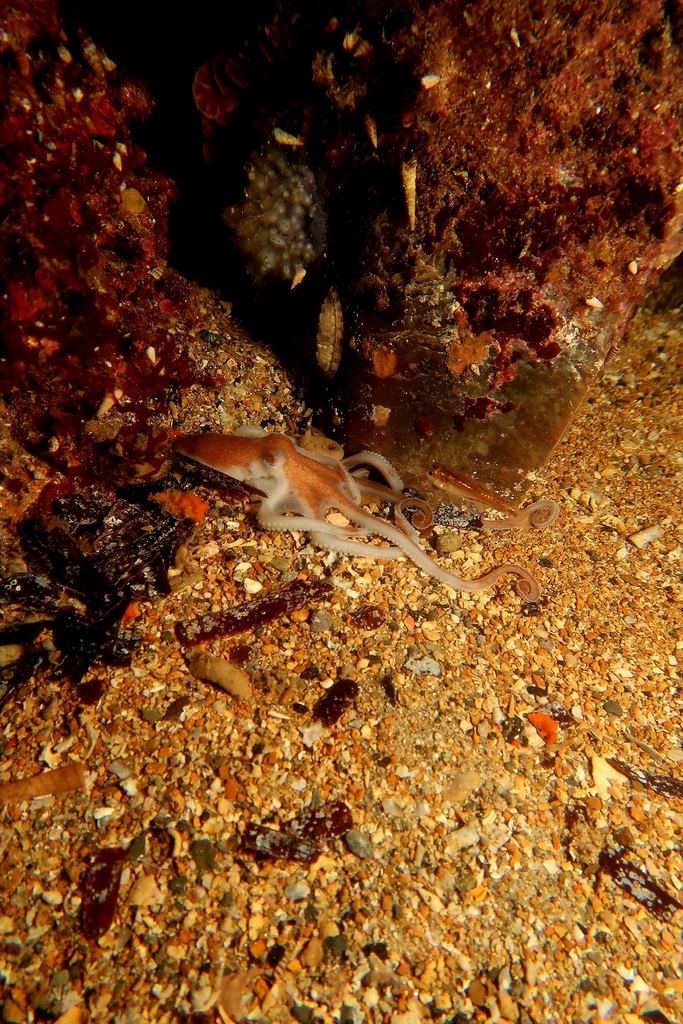 Southern Sand Octopus from Edithburgh Jetty on April 4, 2025 at 10:12 ...