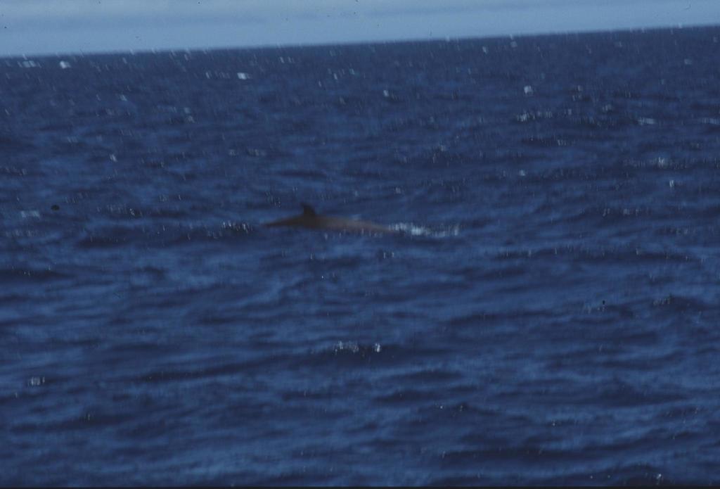 Cuvier's Beaked Whale from Isabela Island, Ecuador on August 13, 1988 ...