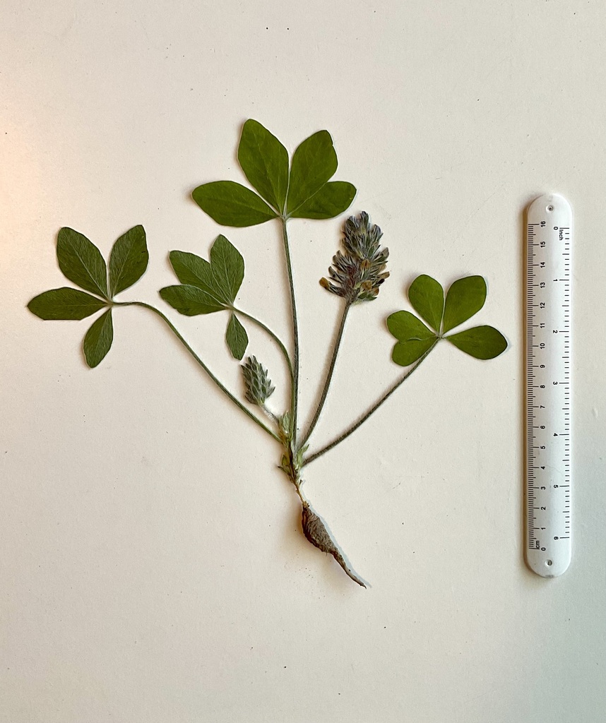 Buried Indian-breadroot from Bastrop County, TX, USA on April 03, 2025 ...