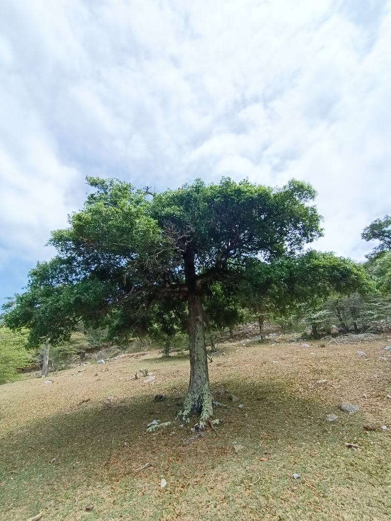 Quercus affinis from Puerto de Arrazolo, Tamps., México on April 6 ...