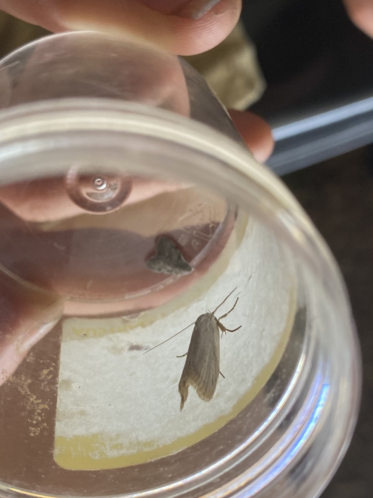 Timber Moths from Watsonville, QLD, AU on April 1, 2025 at 07:44 PM by ...