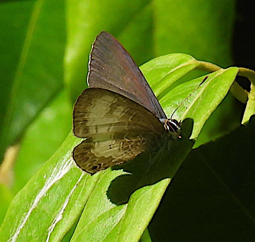 Transparent 6-line Blue from Grey Gums Picnic Area, Mount Coot-Tha QLD ...