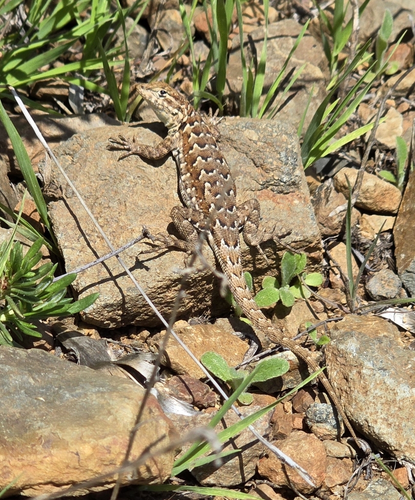 Common Side-blotched Lizard from Rancho Peñasquitos, San Diego, CA, USA ...
