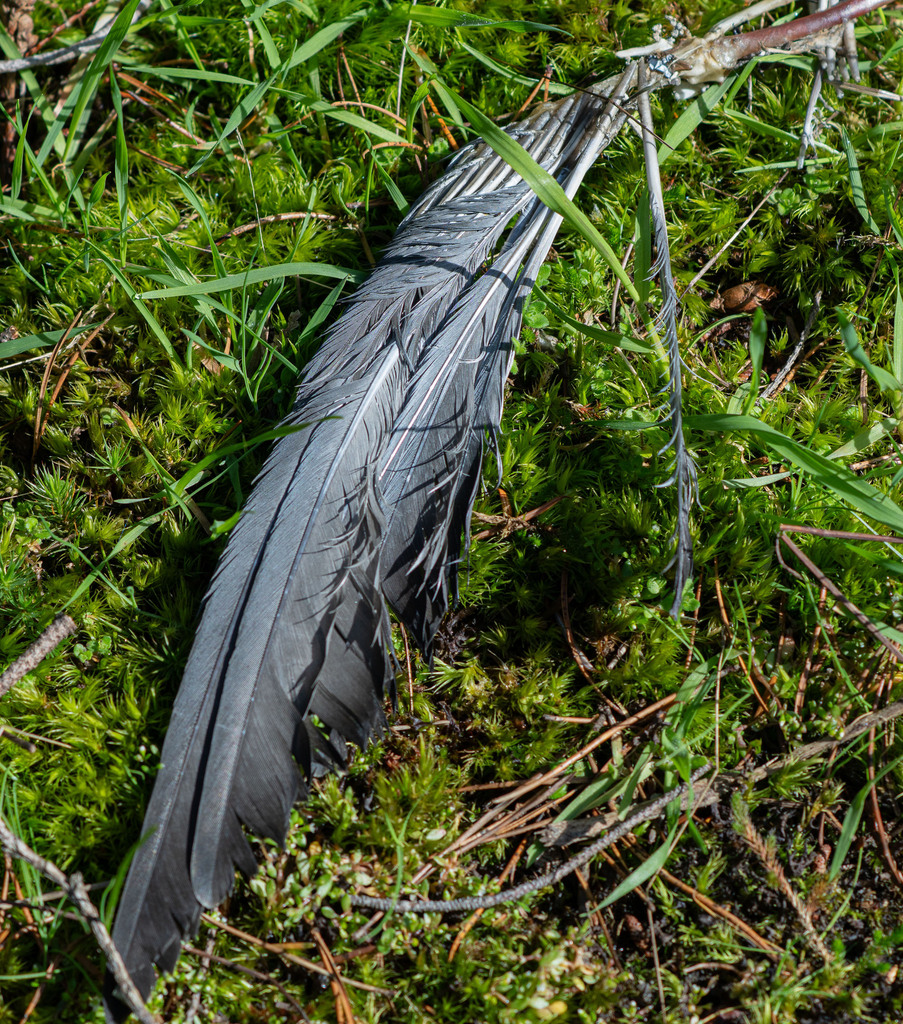 American Crow from West Vancouver, BC, Canada on April 3, 2025 at 10:10 ...