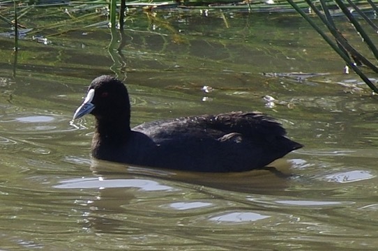 Australasian Coot from Melbourne VIC, Australia on April 5, 2025 at 10: ...