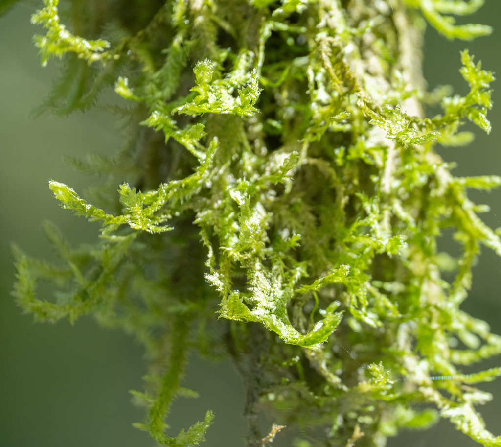 Douglas' Neckera Moss from West Vancouver, BC, Canada on April 03, 2025 ...
