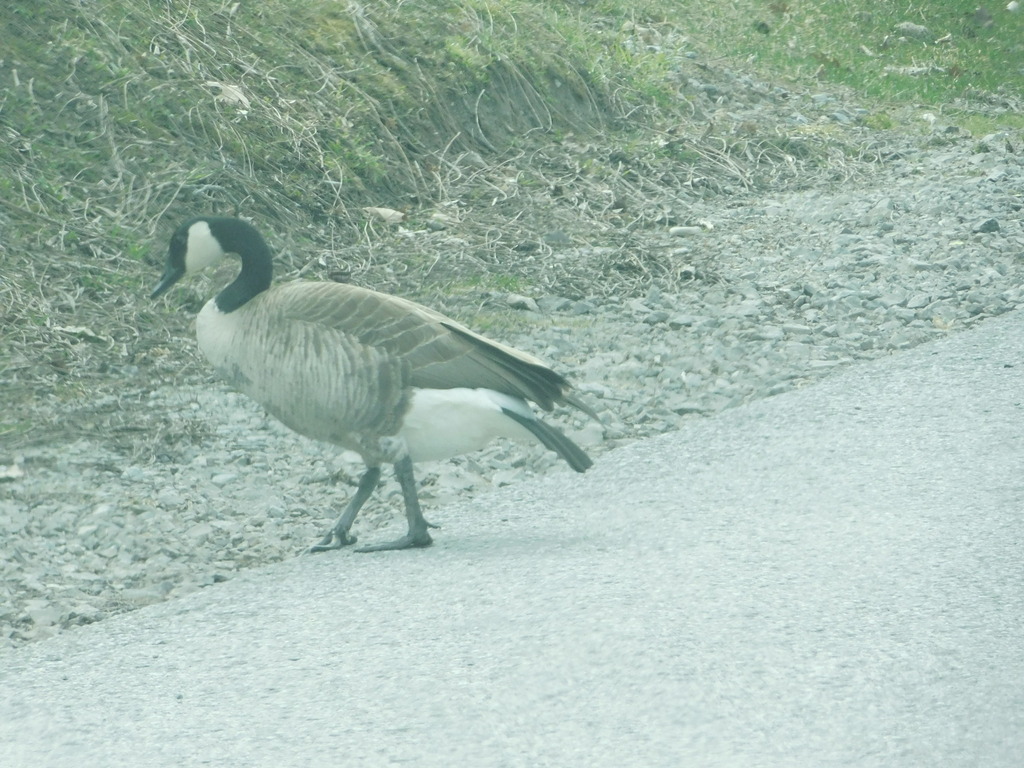 Canada Goose from Grapeview, St. Catharines, ON, Canada on April 6 ...