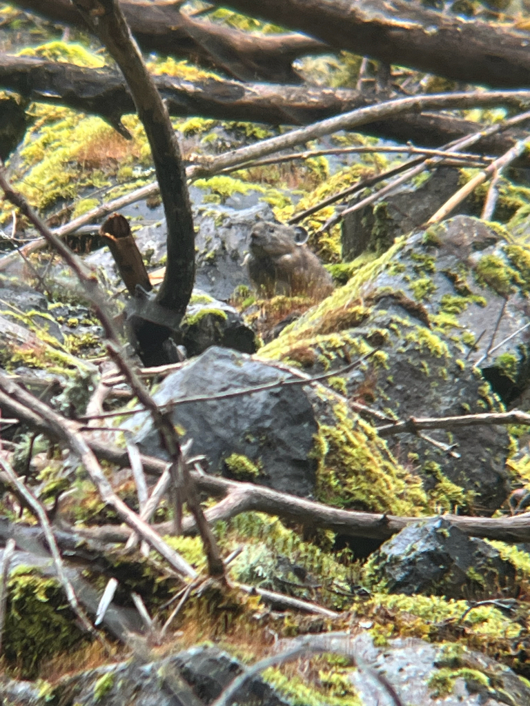 American Pika from Pacific Crest Trail, Cascade Locks, OR, US on April ...