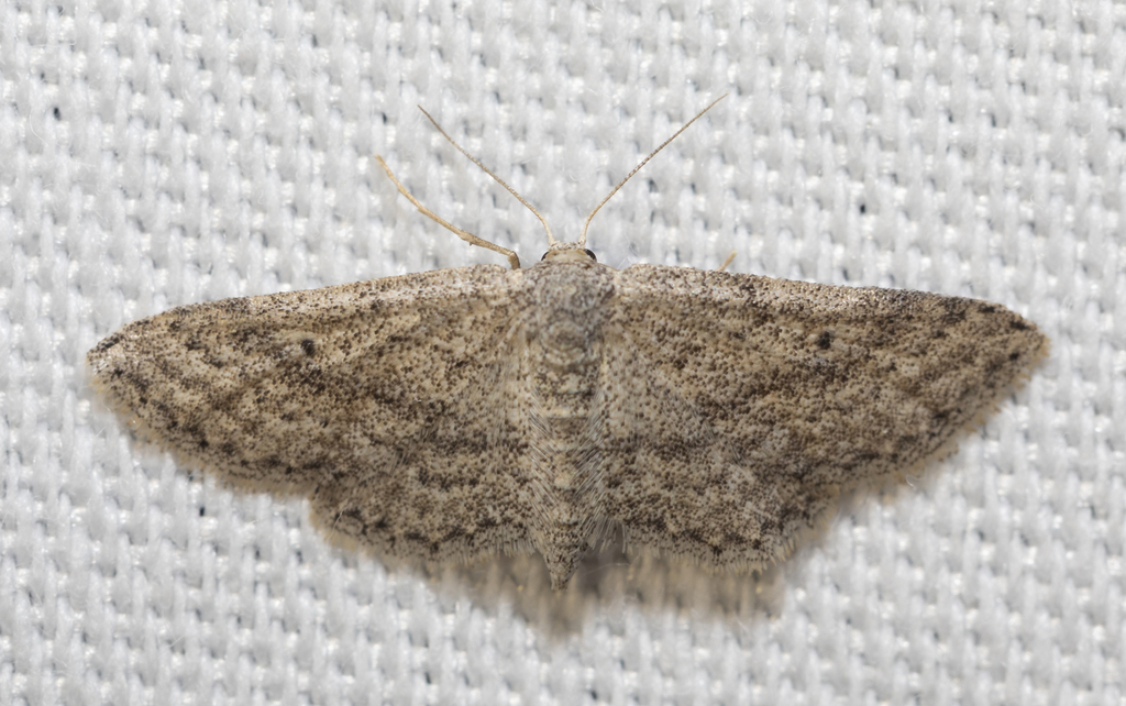 Drab Brown Wave from Glynn County, GA, USA on April 5, 2025 at 08:31 PM ...