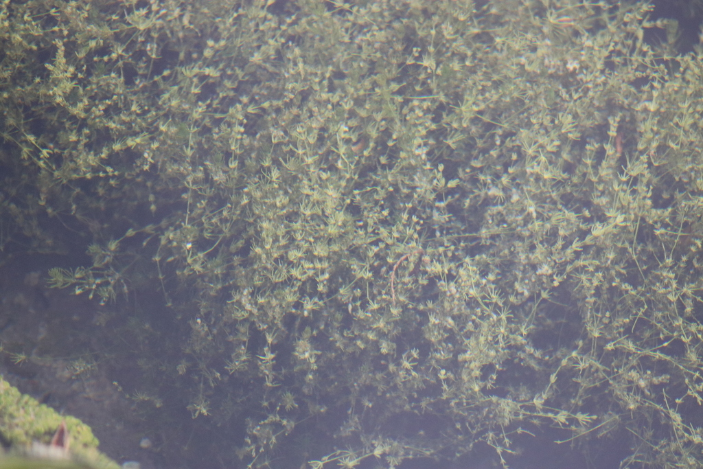 muskgrass from Carlsbad Caverns National Park, Eddy County, US-NM, US ...