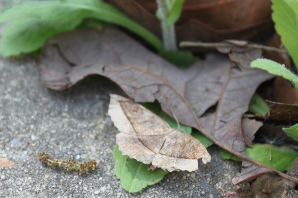 Curved-toothed Geometer Moth in April 2025 by puffin-er · iNaturalist
