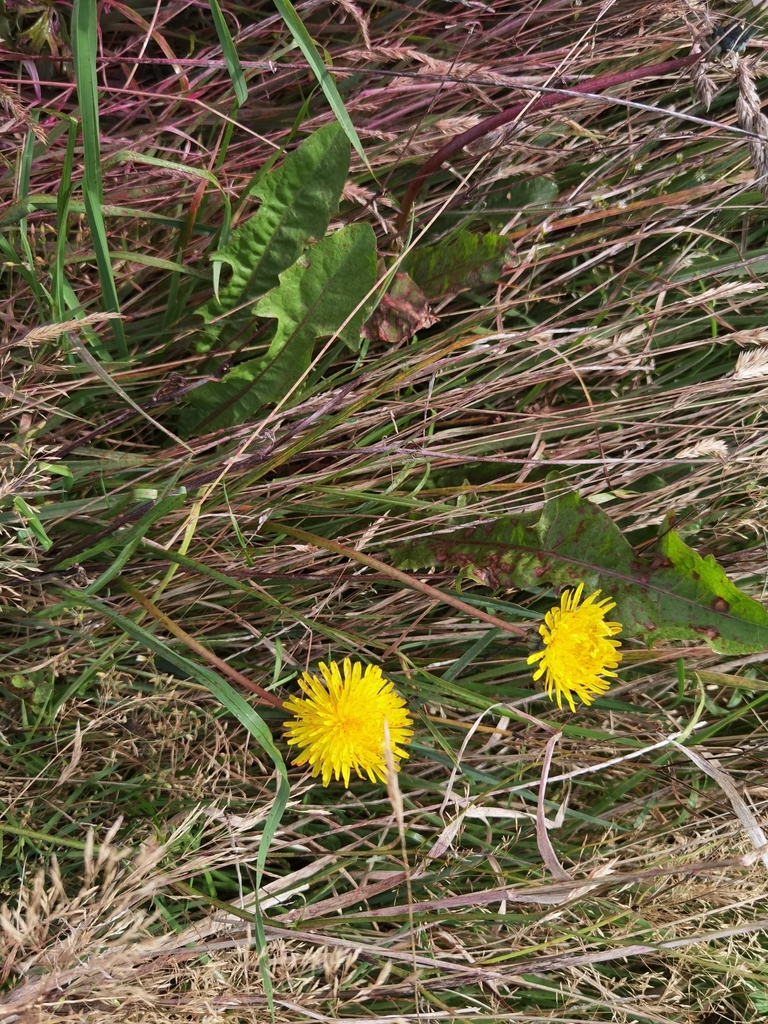 common dandelion from New Zealand on April 7, 2025 at 12:53 PM by ...