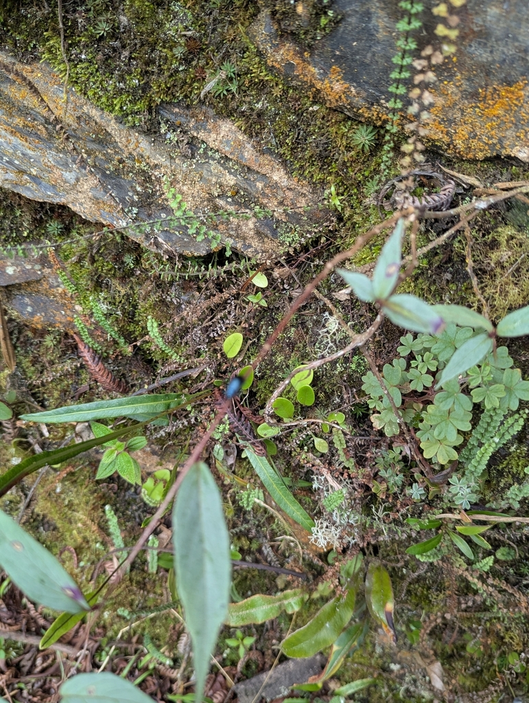 Skeletonizing Leaf and Flea Beetles from 08145, Peru on April 6, 2025 ...