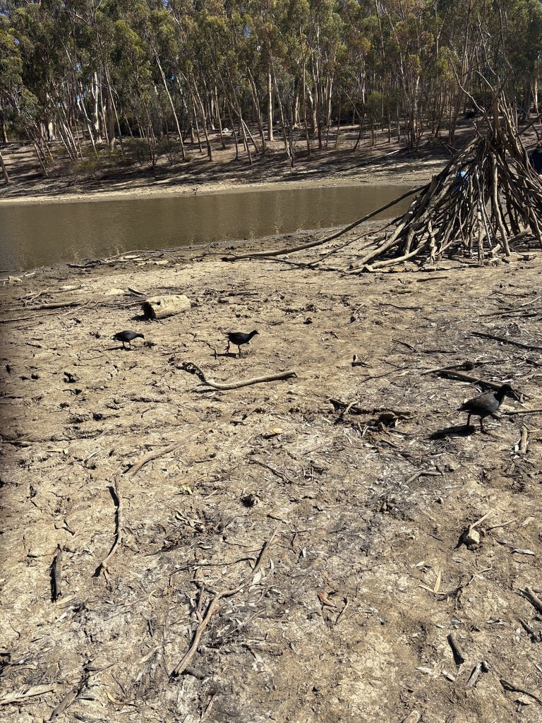 Dusky Moorhen from Playford Lake, Belair, SA, AU on April 6, 2025 at 11 ...