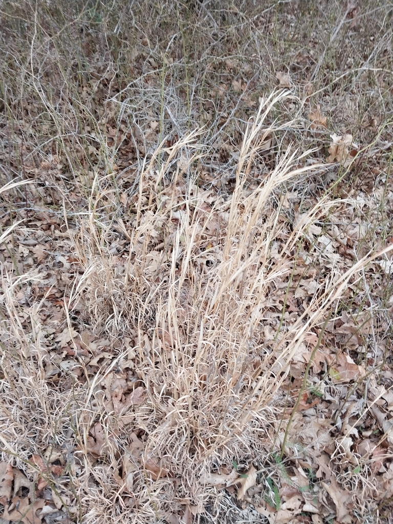 broomsedge bluestem from West Nottingham Township, PA, USA on April 6 ...