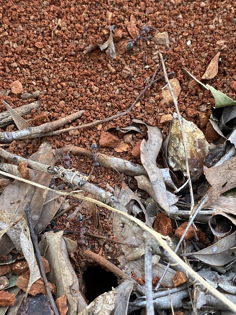 Myrmecia comata in March 2025 by antipodum. Digging their nest ...
