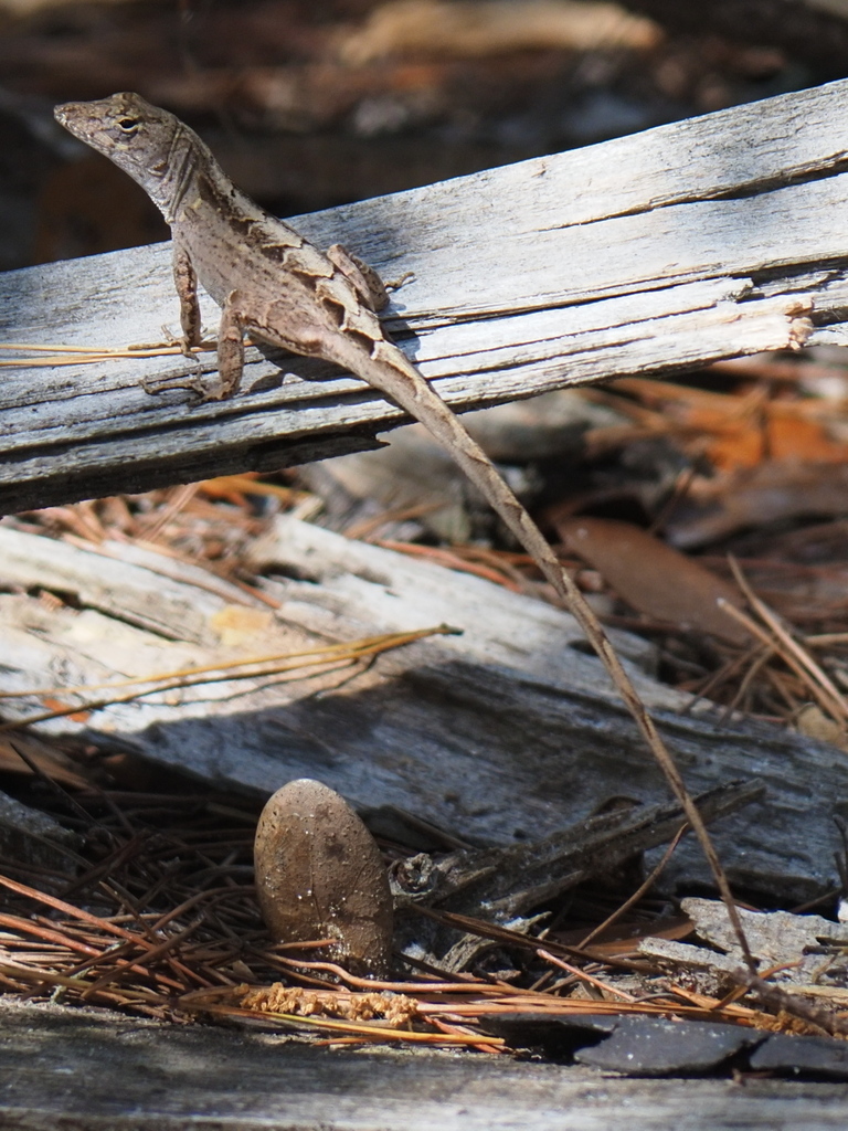 Brown Anole from Osceola County, FL, USA on April 6, 2025 at 10:30 AM ...