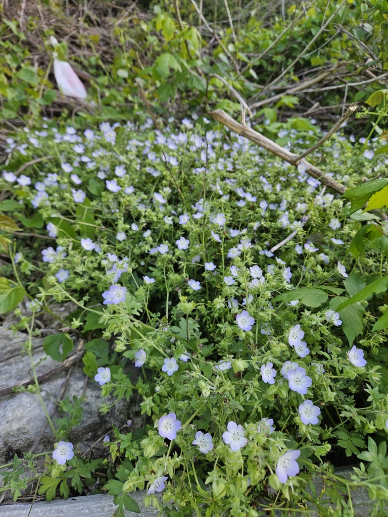 Texas baby blue eyes from Round Rock, TX 78681, USA on April 6, 2025 at ...
