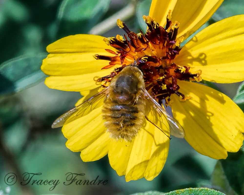 Woolly Bee Flies in September 2016 by Tracey Fandre · iNaturalist
