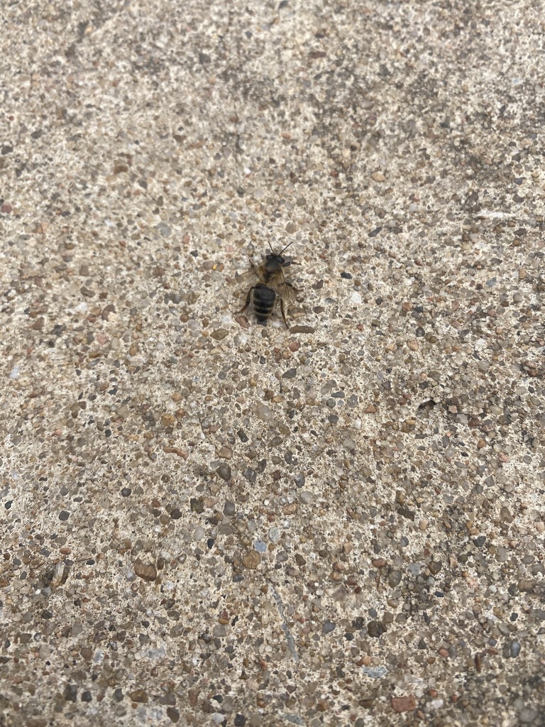Western Honey Bee from E 11th St, Tulsa, OK, US on April 06, 2025 at 05 ...