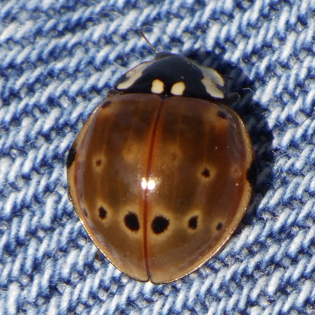 Flying Saucer Lady Beetle from Comstock, Spokane, WA 99203, USA on ...