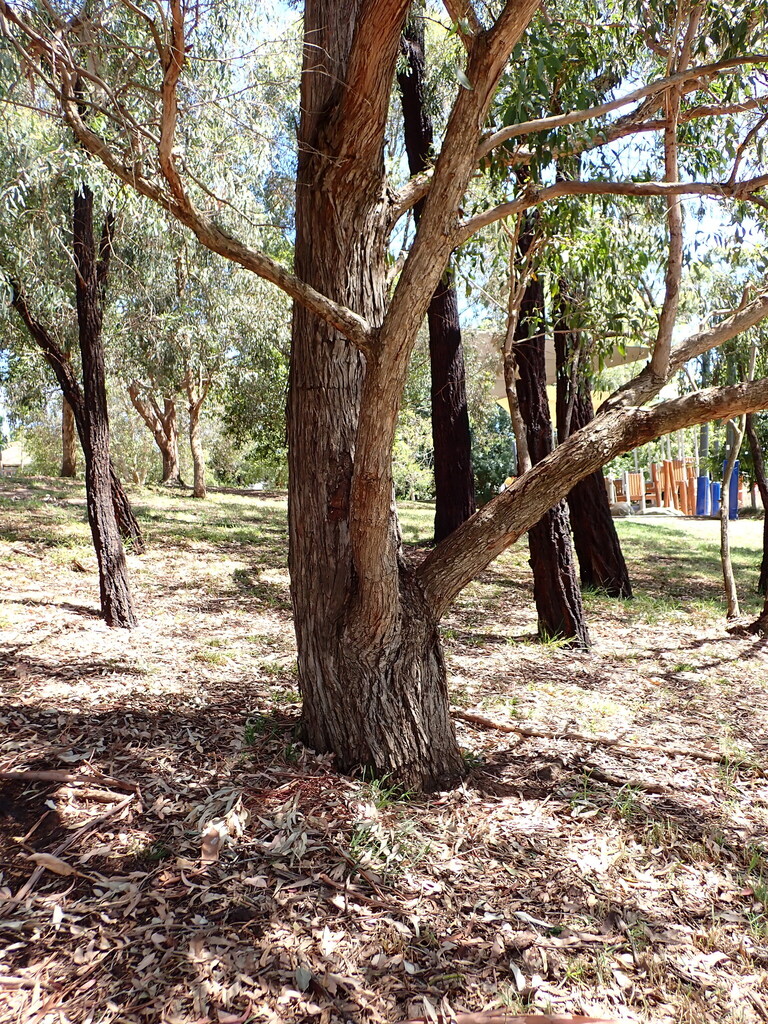 gum trees from Melbourne VIC, Australia on January 16, 2025 at 03:07 PM ...