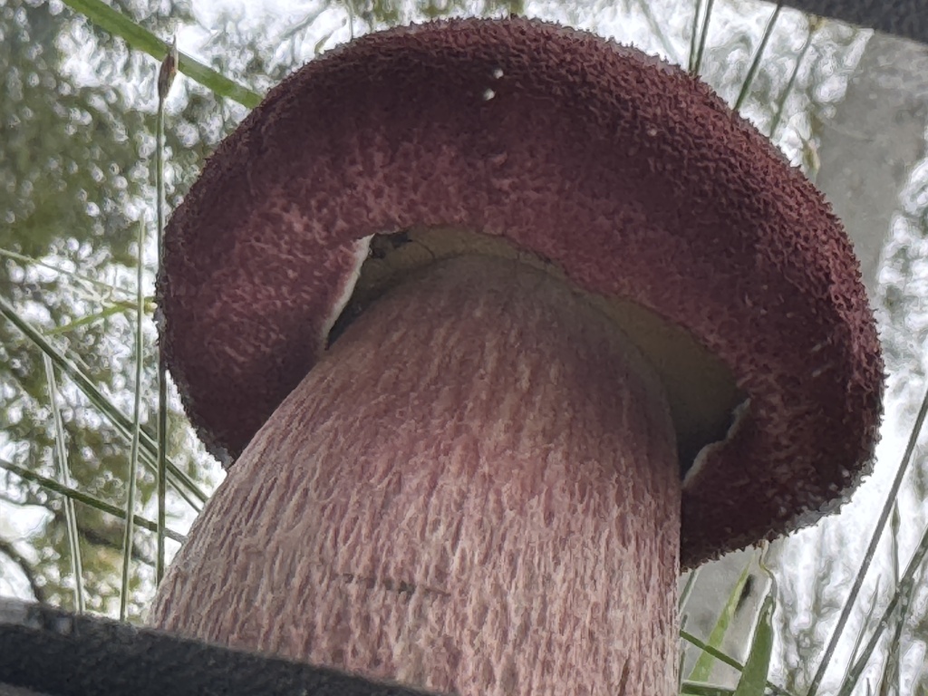 Boletellus in April 2025 by Craig Welden · iNaturalist