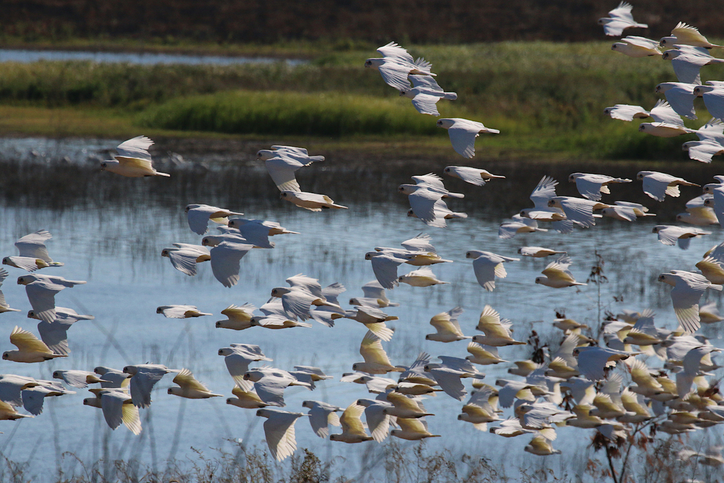 Little Corella from Lake Dyer, Bill Gunn Dam, Laidley Heights QLD 4341 ...
