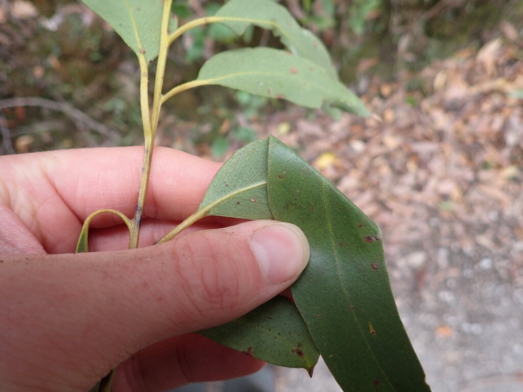 Yellow Stringybark from Wilsons Promontory VIC 3960, Australia on April ...