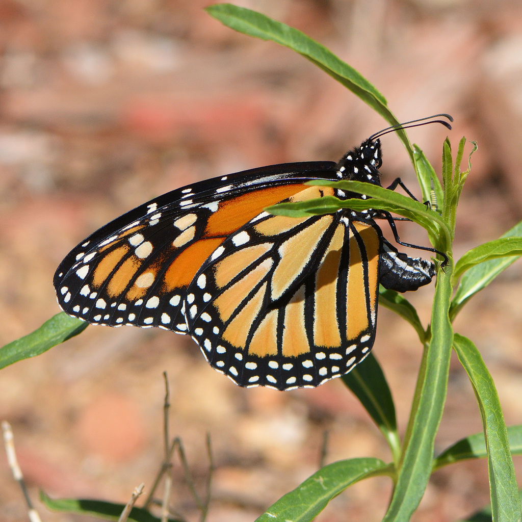 Monarch in April 2025 by Daryl Williams. in the background behind the ...