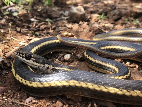 California Striped Racer (Masticophis lateralis lateralis) - Snakes and ...