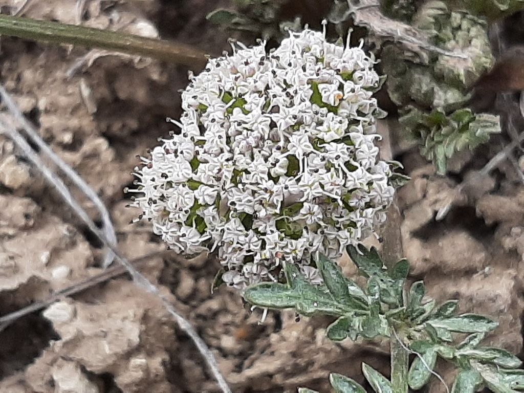 Plains Cymopterus from Otero County, CO, USA on March 28, 2025 at 12:26 ...