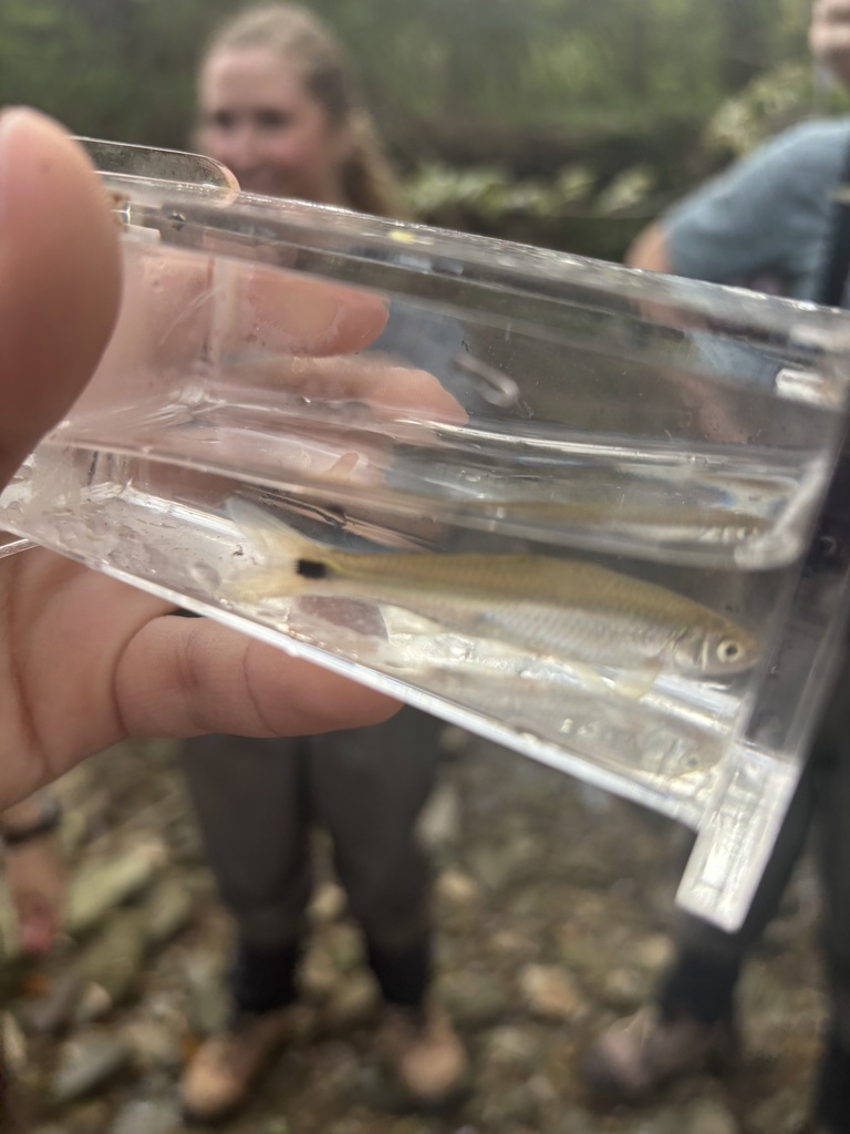 Slender Blacktail Shiner from Shades Creek, Homewood, AL, US on April ...