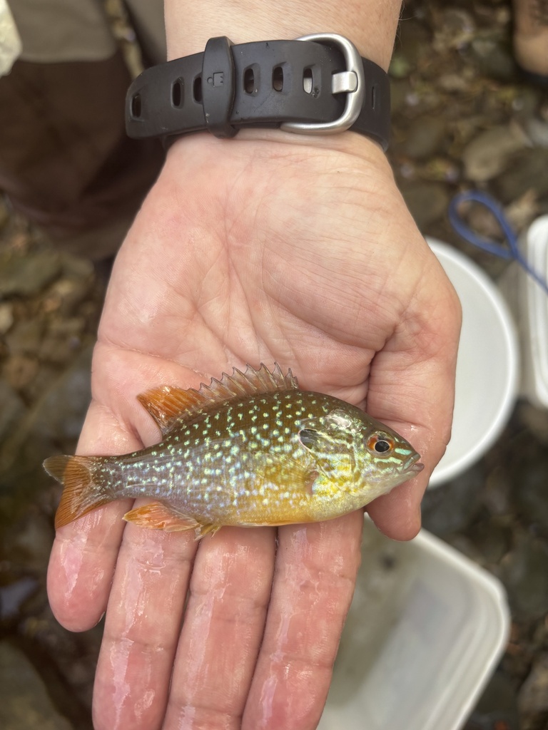 Gulf Longear Sunfish from Shades Creek, Homewood, AL, US on April 03 ...
