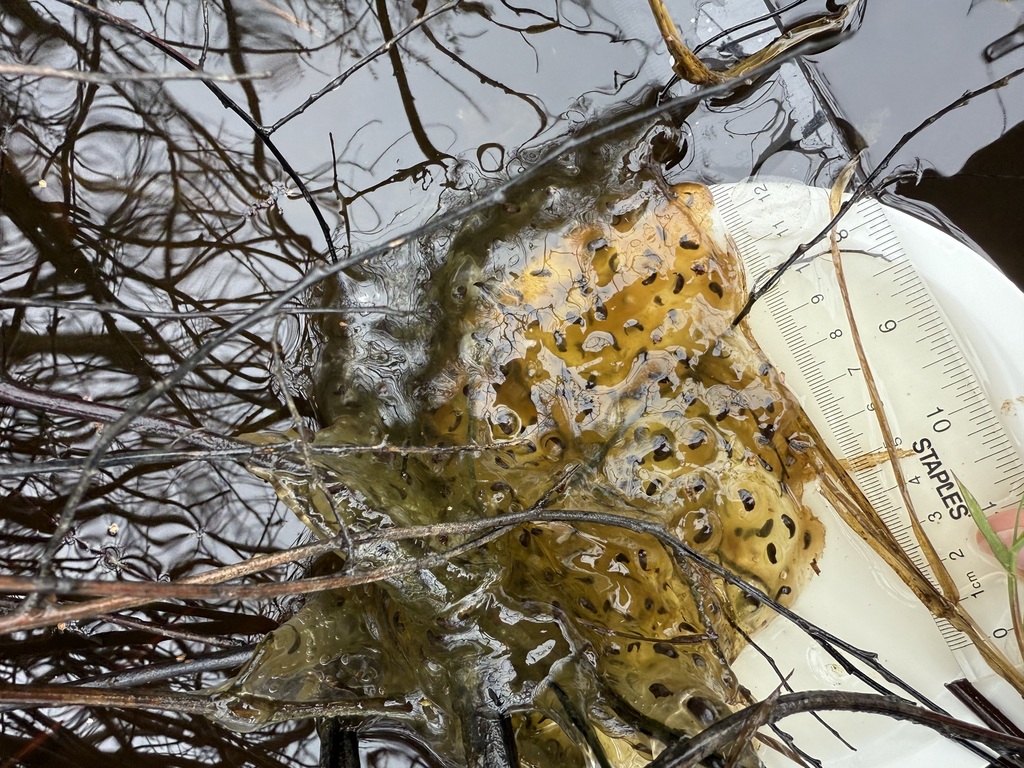 Northern Red-legged Frog from CRESCENT LAKE on March 23, 2025 at 11:37 ...