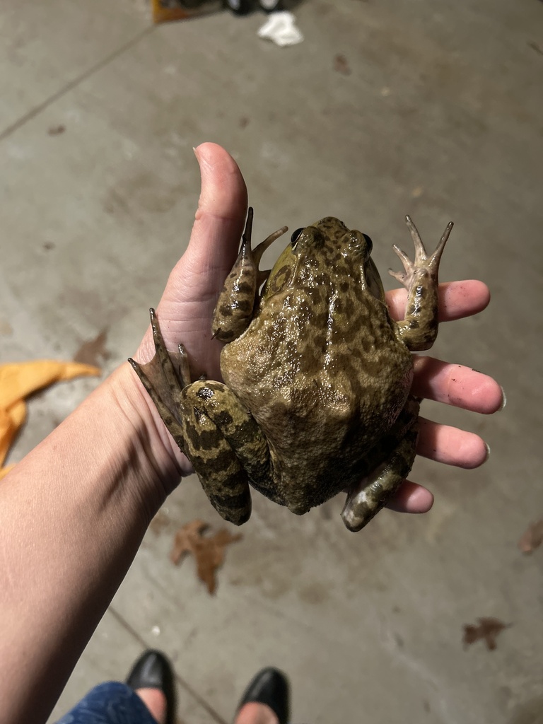 American Bullfrog from Hyde Ln, Clemson, SC, US on April 06, 2025 at 11 ...