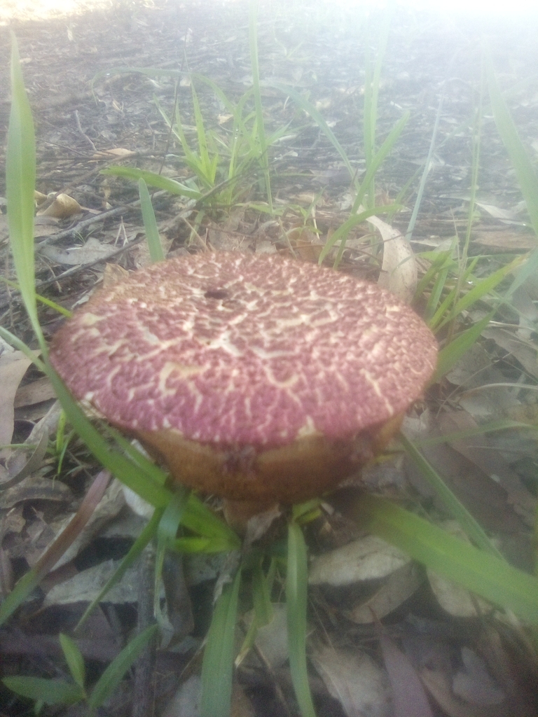 Boletellus from Russell Island QLD, Australia on April 7, 2025 at 07:37 ...